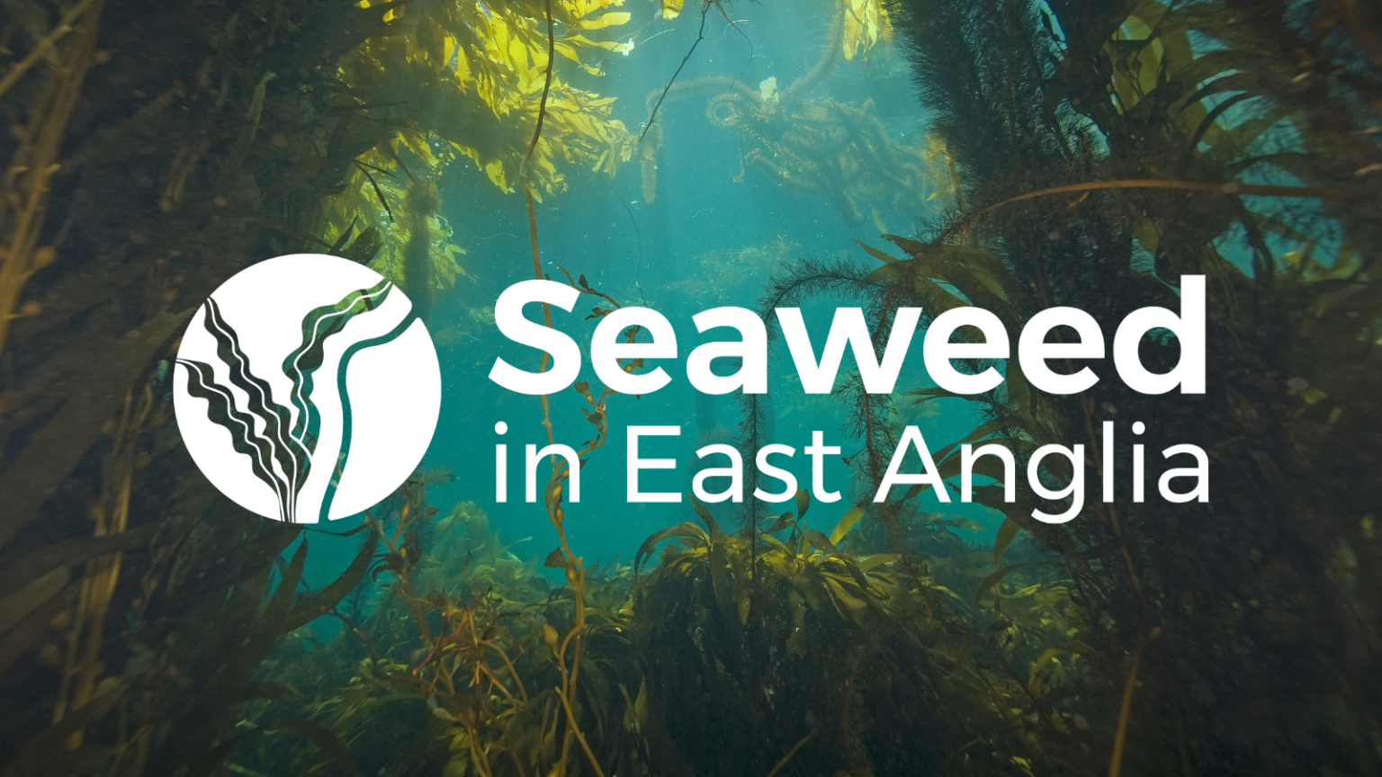 Seaweed in East Anglia (SEA) Project Launches in Norfolk